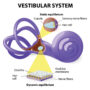 Highland Park Physiotherapy Clinic - Balance & Vestibular ...